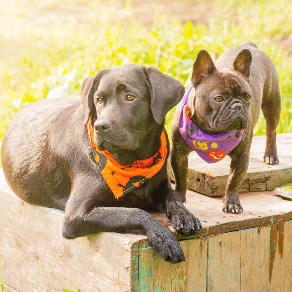 Dog Accessories – The Woof Hub