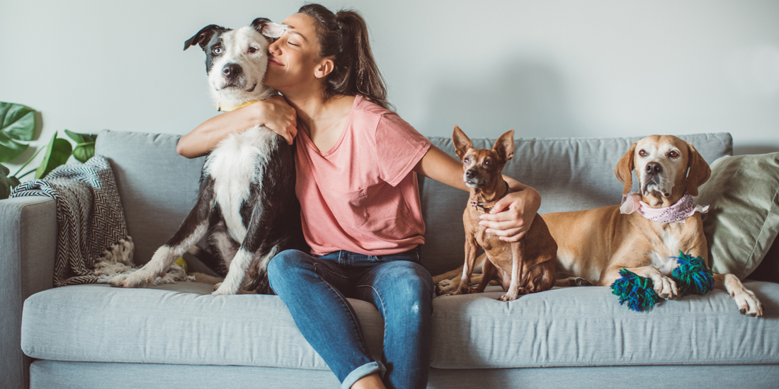 Woof Hub – The Woof Hub