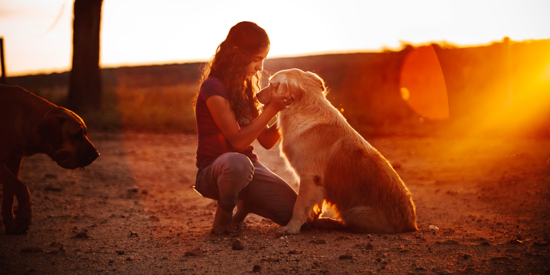 Woof Hub – The Woof Hub